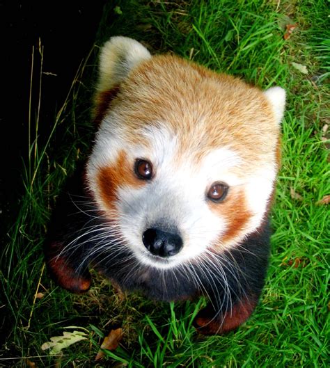 extraordinary red pandas paradoxoff