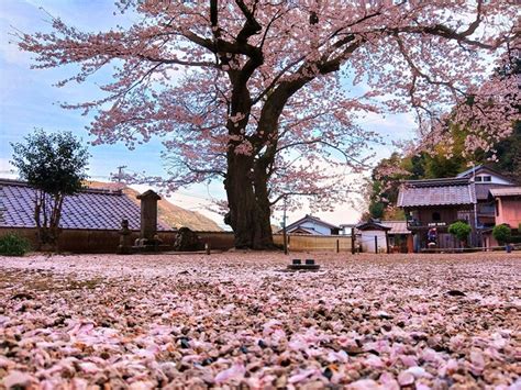 散りゆく桜 写真共有サイト「フォト蔵」