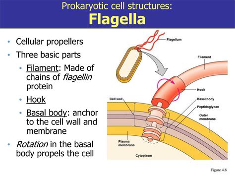 Ppt Chapter 4 Functional Anatomy Of Prokaryotic And Eukaryotic Cells