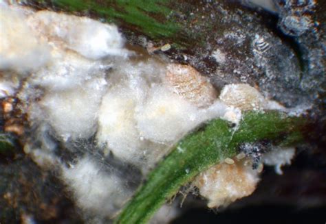 Infestationby Papaya Mealybug Paracoccusmarginatus Williamsand Granara