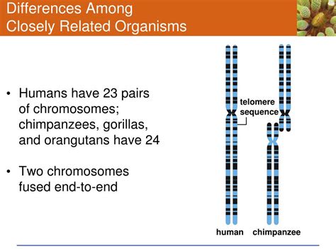 Ppt Chapter 14 Chromosomes And Human Inheritance Powerpoint
