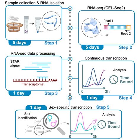 Cell Press Star Protocols