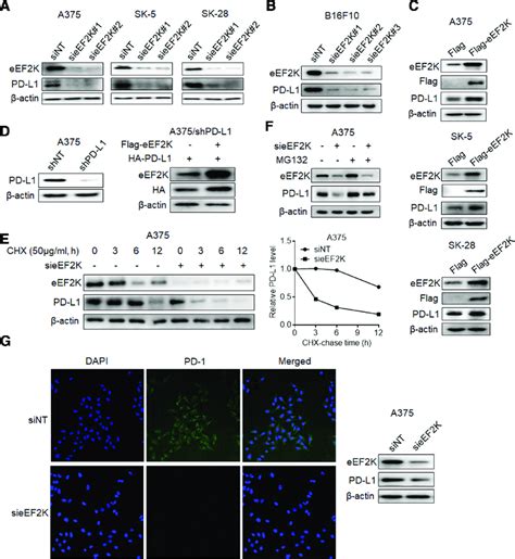 Eef2k Upregulates Pd L1 Expression By Inhibiting Its Download