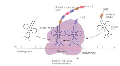 Messenger Rna Mrna Description Function Britannica 40 Off