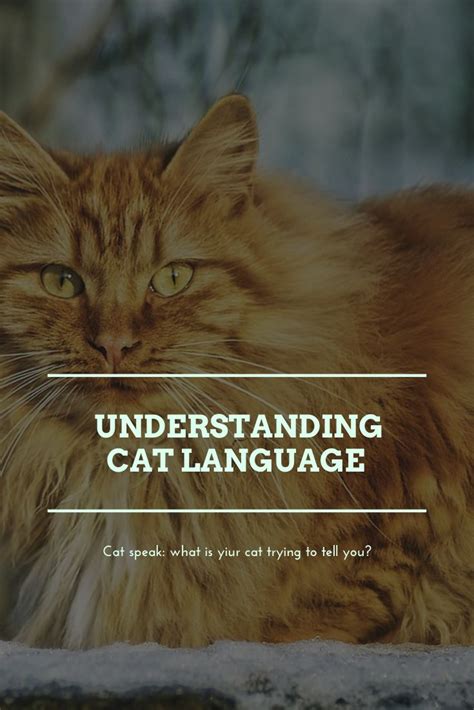 Find Out What Your Cat Means When She Meows This Is A Complete Guide