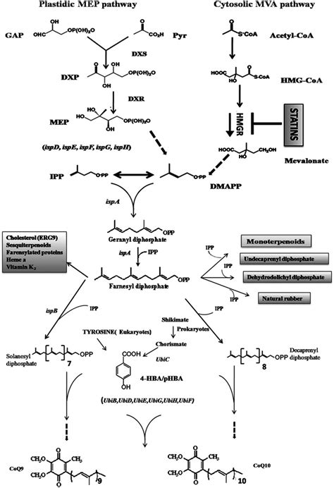 Generalized Coq Biosynthesis Pathway Depicting Important Metabolites