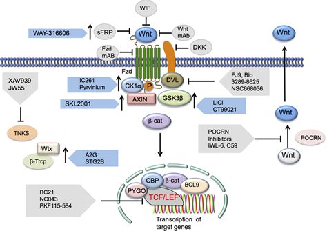 Frontiers Modulation Of Inflammatory Responses By Wnt β Catenin