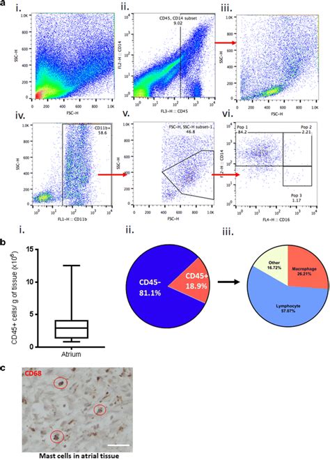 Flow Cytometry Gating Strategy A I Flow Cytometry Ungated Dot Plot