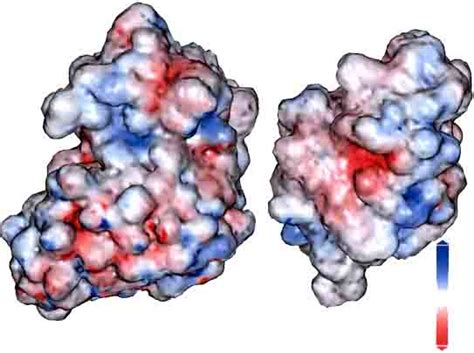 Electrostatic Potentials Calculated Using Delphi [113] Are Displayed