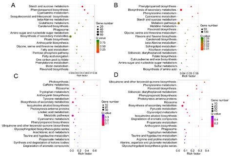 Ijms Free Full Text Transcriptomics And Proteomics Reveal The