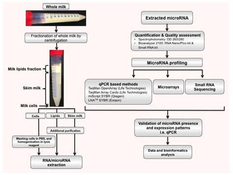 Ijerph Free Full Text Micrornas In Breastmilk And The Lactating