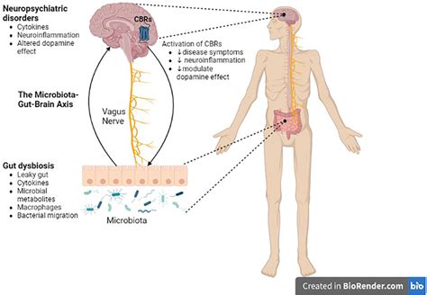 Role Of The Microbiota Gut Brain Axis In Cns Disorders There Is A