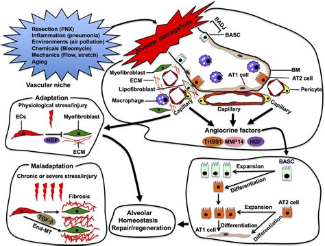 Frontiers Vascular Niche In Lung Alveolar Development Homeostasis