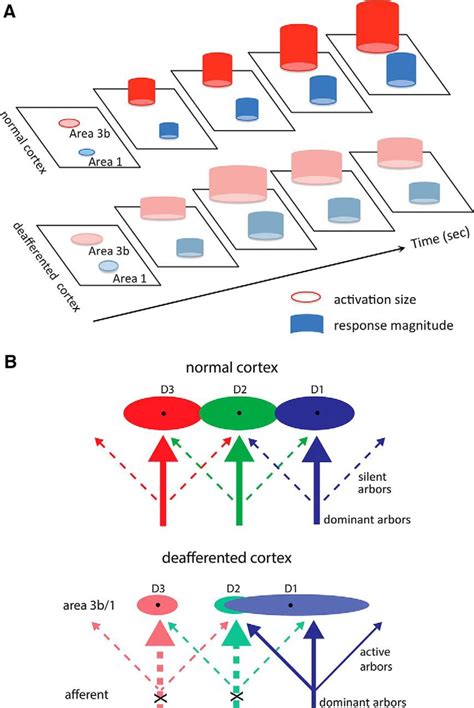 Altered Spatiotemporal Dynamics Of Cortical Activation To Tactile