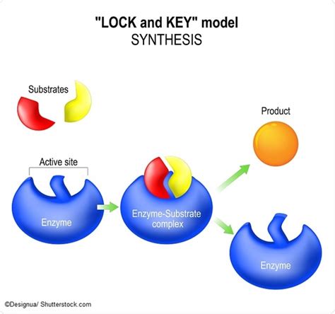 What Is Involved In Enzyme Catalysis