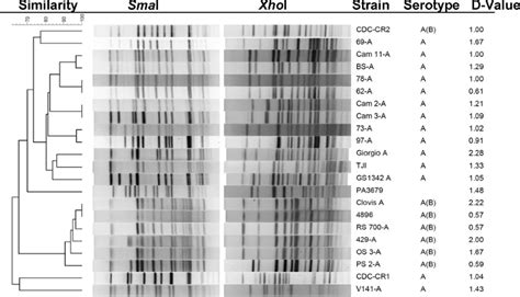 Dendrogram Of 21 Clostridium Botulinum Serotype A Strains And