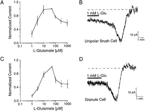 Dose Dependence Of The Steady State Ampa Receptor Mediated Current In
