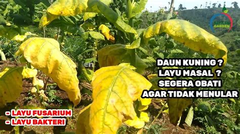 Cara Mudah Mengatasi Daun Kuning Pada Tanaman Tembakau Cara Mengatasi