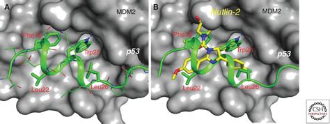 Targeting The Mdm2–p53 Protein–protein Interaction For New Cancer