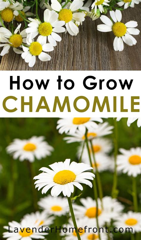 How To Grow Chamomile Chamomile Growing Plants Growing Herbs