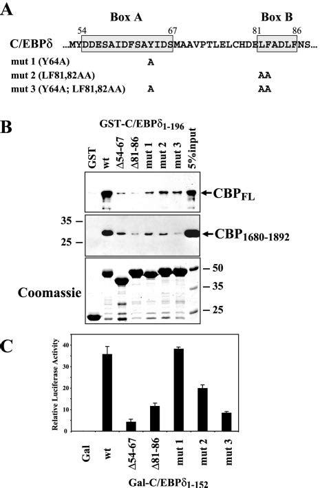 Mutations Of C Ebp That Affect Cbp Binding And Transcriptional