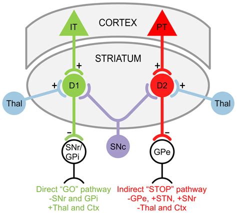 Striatal Projection Pathways In The Direct “go” Pathway Msns