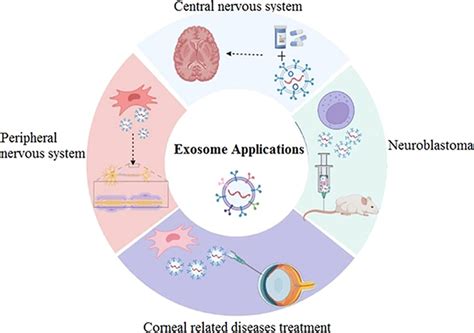 Exosomes As Neurological Nanosized Machines Exosome Rna