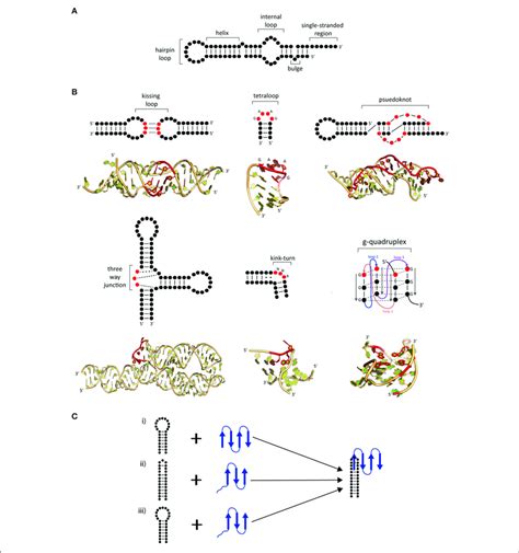 Common Secondary And Tertiary Motifs Of Rna And Rna Conformational