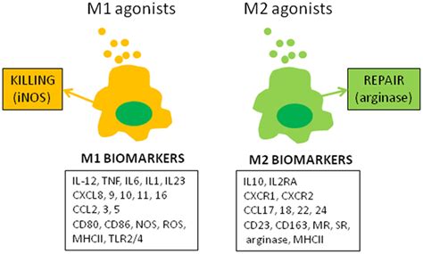 M1 And M2 Macrophage Polarization The Figure Represents Canonical M1