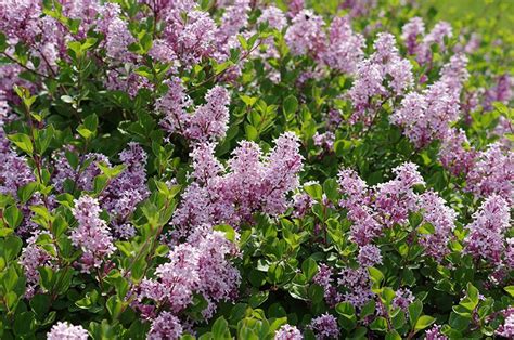 Transform Your Garden With The Timeless Beauty Of Lilacs Shrubhub