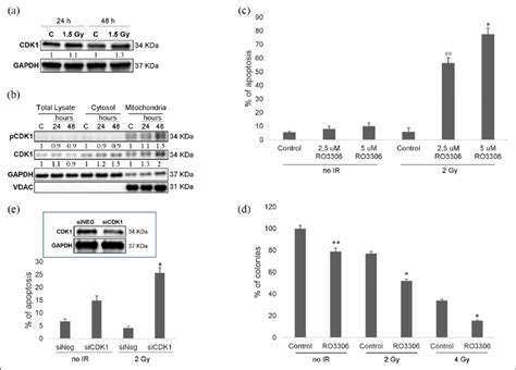 Cdk1 Targeting Sensitizes Colorectal Carcinoma V600e Ht29 Cells To