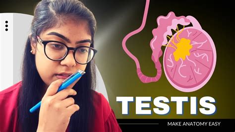 Testis Structure And Applied Anatomy Descend Of Testis Anatomy