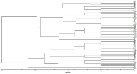Phenetic Dendrogram For Campylobacter Strains Isolated From Chicken