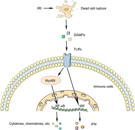Specific Recognition And Binding Of Toll Like Receptors Tlrs By