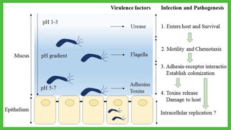 Helicobacter Pylori Virulence Factors And How To Test Planet Naturopath