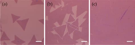 The Growth Process Of The Tmdc A Separated Monocrystals B