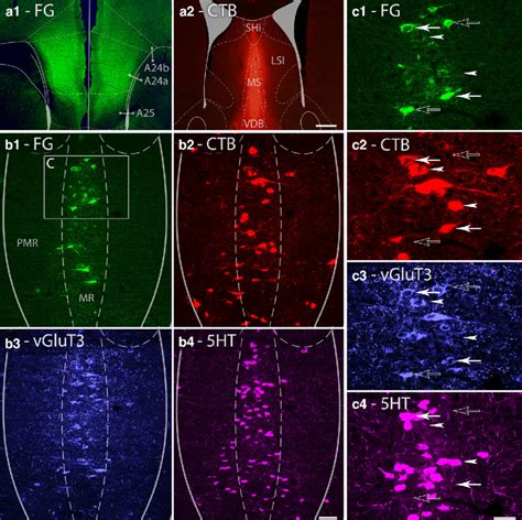 Single Cells Of The Median Raphe Project To The Ms And Mpfc