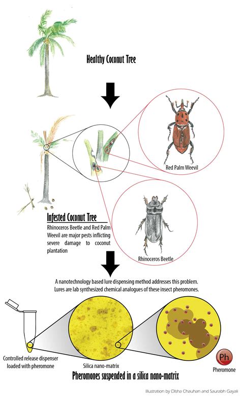 A Controlled Release Pheromone Driven Pest Control System For Coconut
