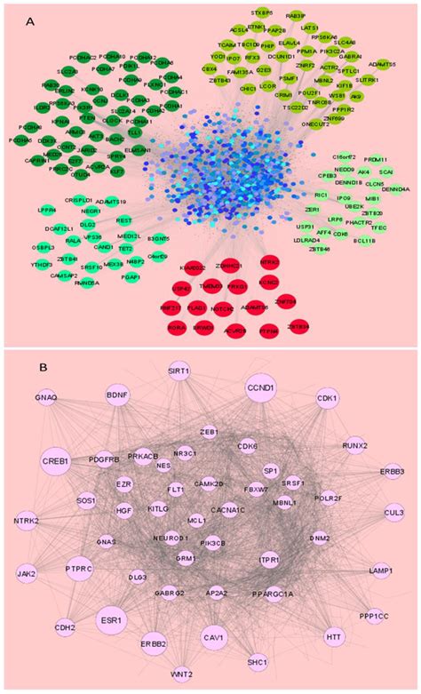 The String Interaction Networks Of The Mirna Targets Dysregulated Upon
