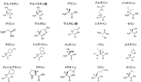 アミノ酸って何？タンパク質って何？｜サイバーフィットネス【tamo】｜note