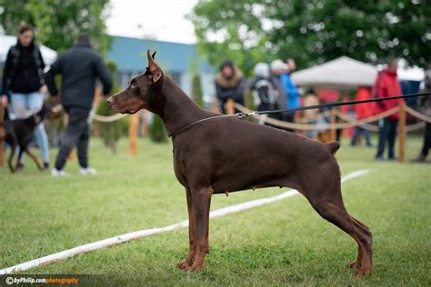 Royal Forest Fogot Females Royal Rock Dobermans
