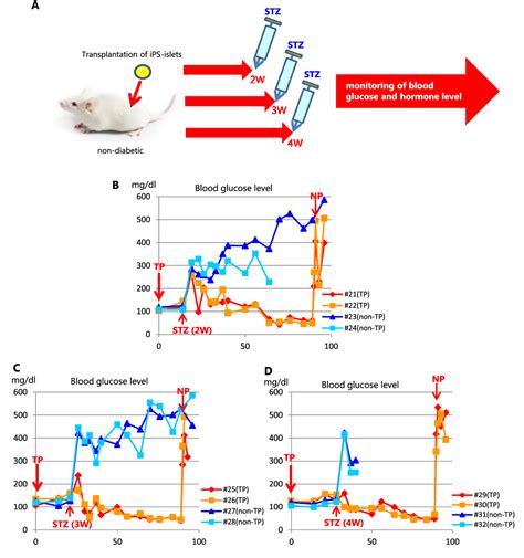 Figure 1 From The Functional Maturity Of Grafted Human Pluripotent Stem