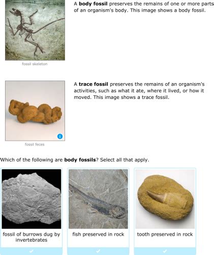 Ixl Identify And Classify Fossils 5th Grade Science