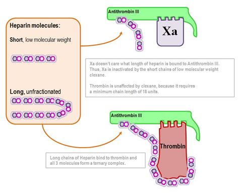 Unfractionated And Low Molecular Weight Heparin Deranged Physiology