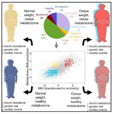 Metabolome And Obesity Graphic [image] Eurekalert Science News Releases