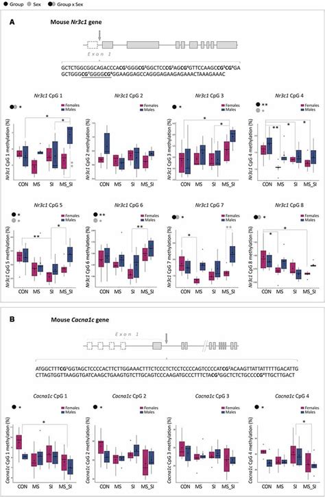 frontiers sex and estrous cycle effects on anxiety and depression