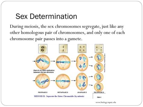 ppt blueprint of life topic 12 sex linked genes powerpoint