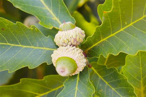 [오늘의꽃🌺] 오늘의 식물 신갈나무 Mongolian Oak Feat 도토리 서울숲