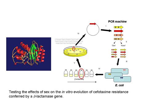 in vitro evolution of antibiotic resistance wur