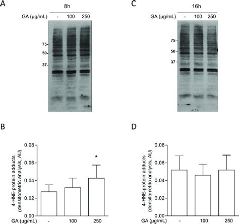 Effect Of Ga On Protein Lipoxidation Immunoblotting Were Performed